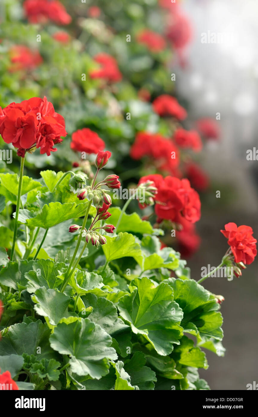 Bright red geranium pelargonium hi-res stock photography and images - Alamy