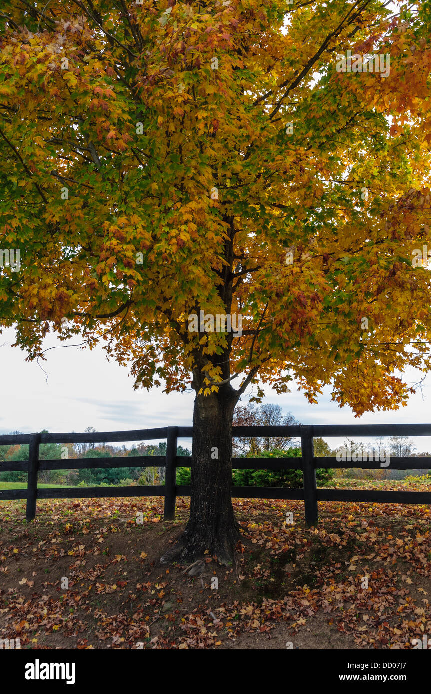 Fall colors, Fauquier County, Virginia Stock Photo - Alamy