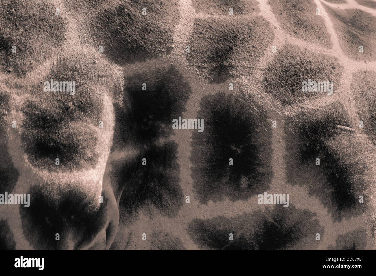 Giraffe pelt: neck and body detail of fur pattern, monochrome, Kenya ...