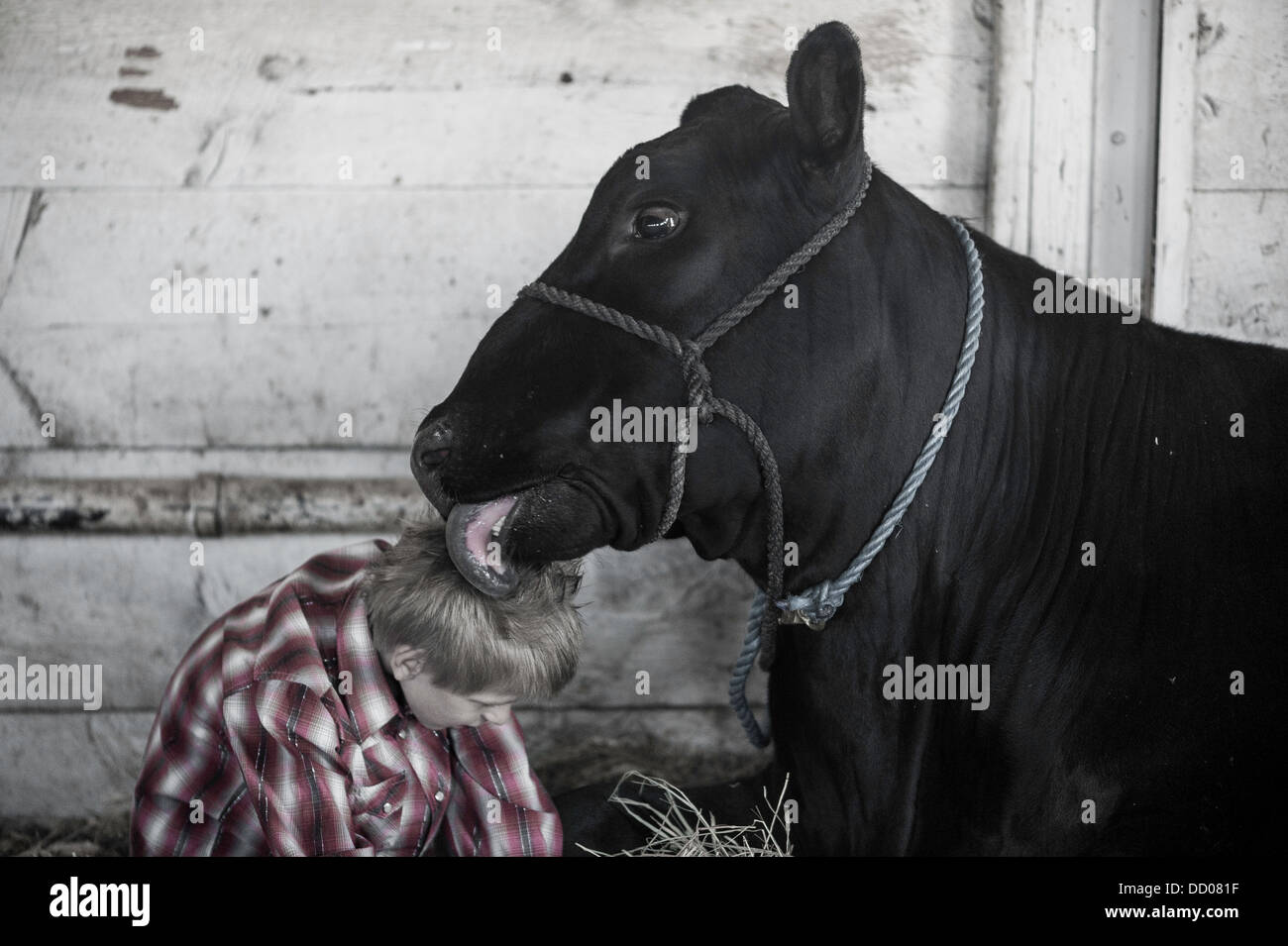 A boy gets a cow lick from his 4-H program steer at the county fair ...