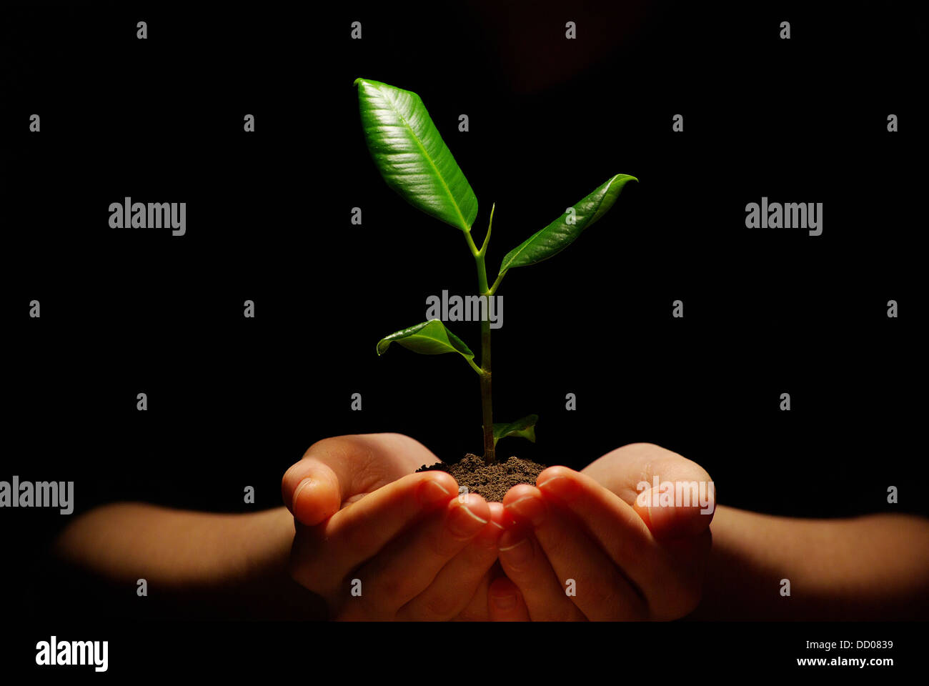 pland in hands Stock Photo - Alamy