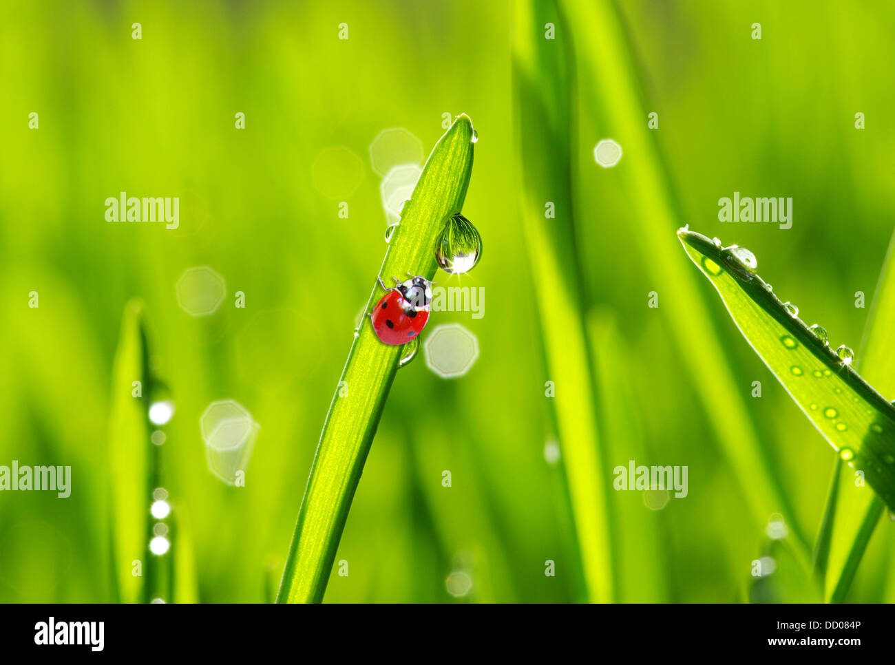 ladybug on grass Stock Photo - Alamy