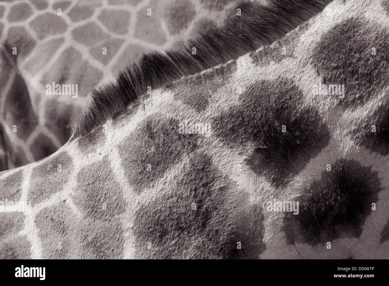 Giraffe neck pattern hi-res stock photography and images - Alamy