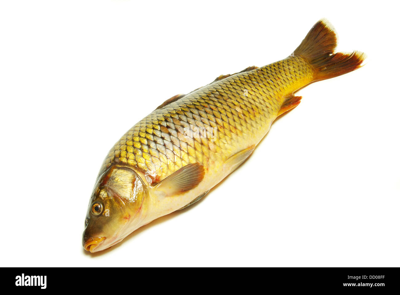 Sea carp hi-res stock photography and images - Alamy