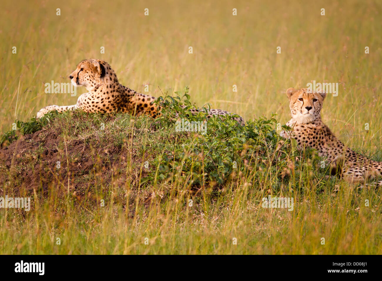 Two cheetahs in evening sunlight hi-res stock photography and images ...