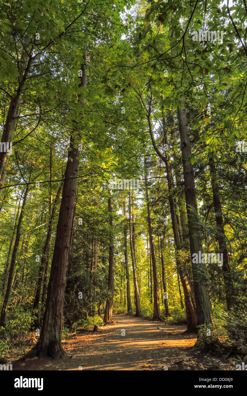 Path through forest dry hi-res stock photography and images - Alamy