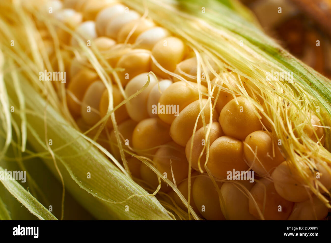 Partially husked ear of bi-color corn Stock Photo - Alamy
