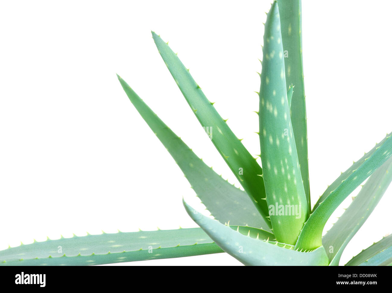 Aloe pure hi-res stock photography and images - Alamy