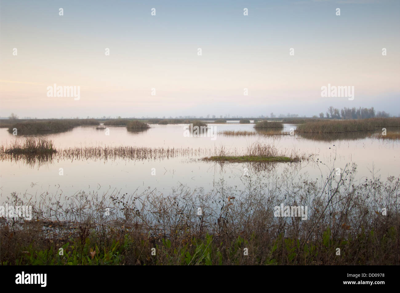 Looking Out At Tule On The Water; Colusa, California, United States Of ...