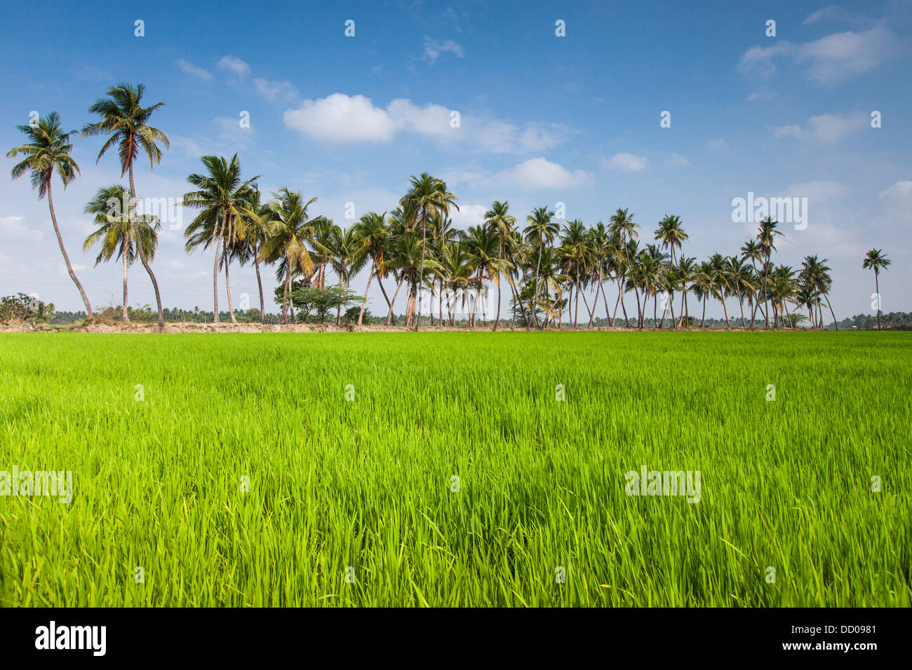 Palm trees on a background of green rice field Stock Photo - Alamy