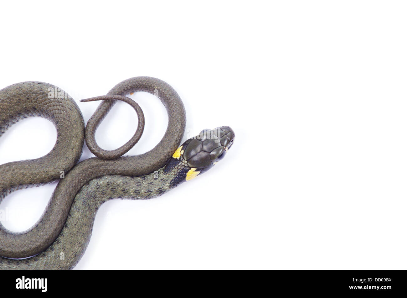 Serpent constrictor hi-res stock photography and images - Alamy