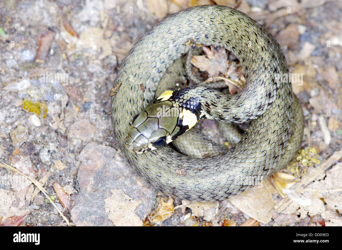 Black snake slithering hi-res stock photography and images - Alamy