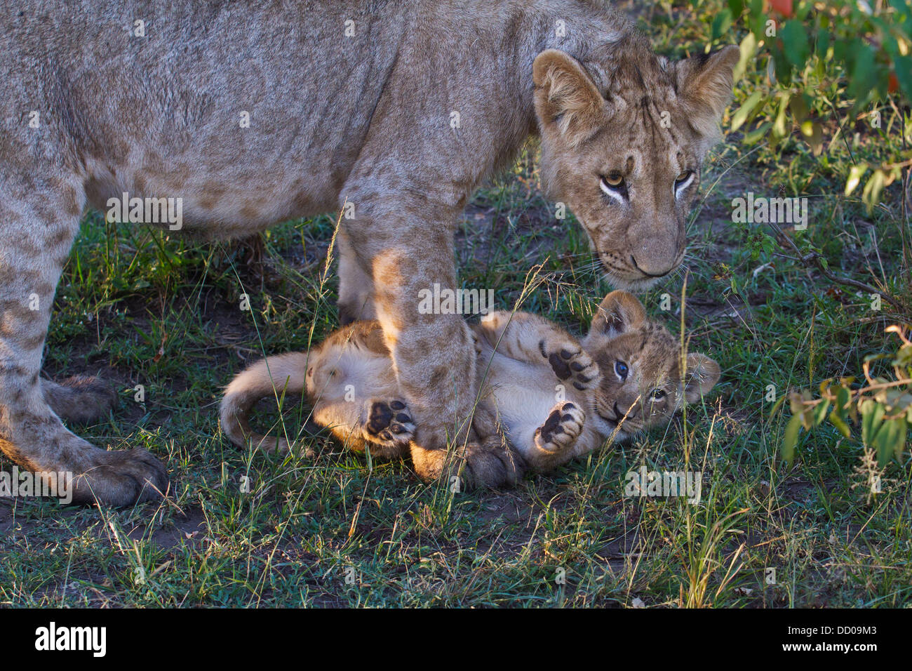 Lion cub standing on lioness hi-res stock photography and images - Alamy