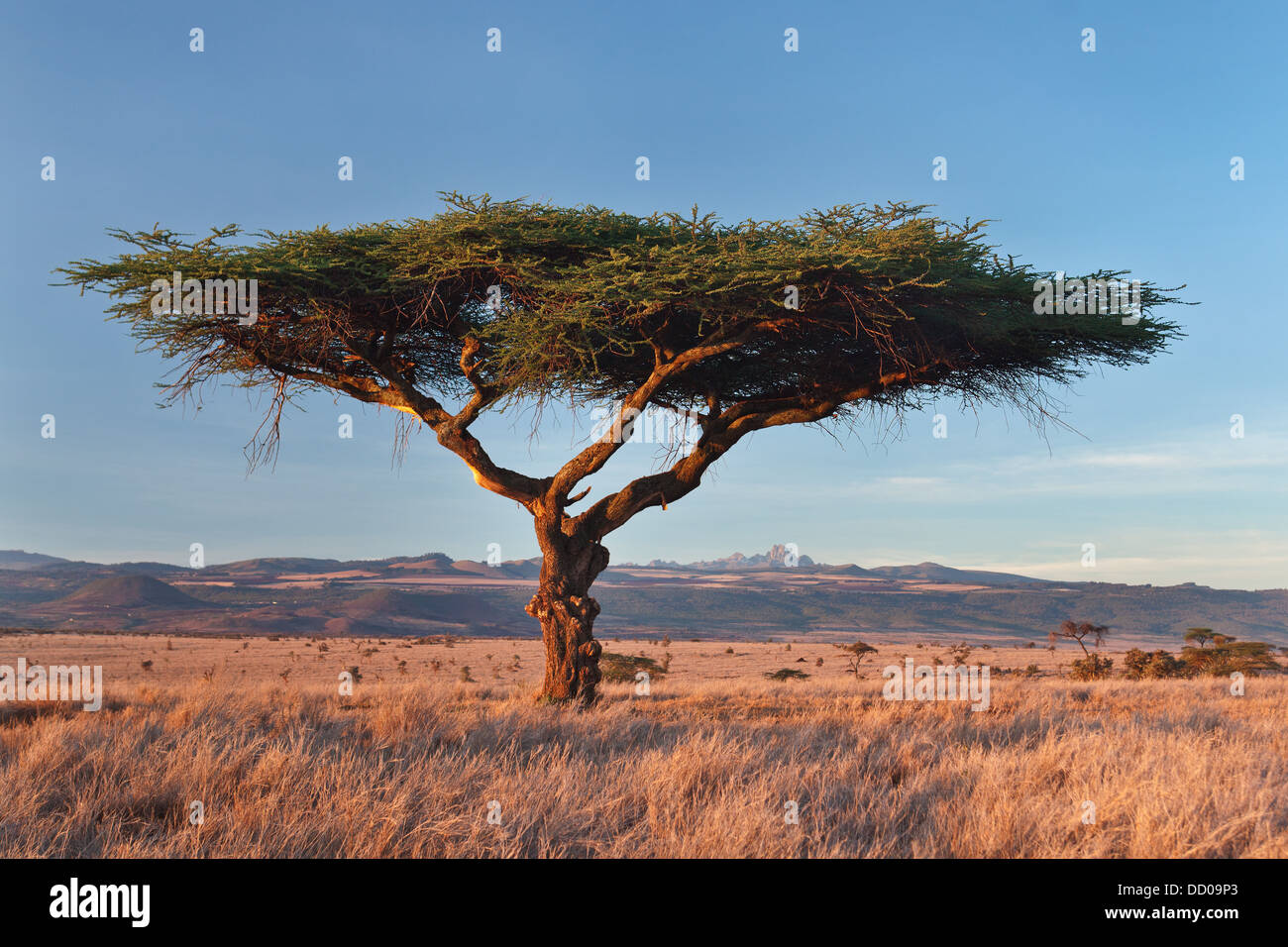 Acacia tree sunrise hi-res stock photography and images - Alamy