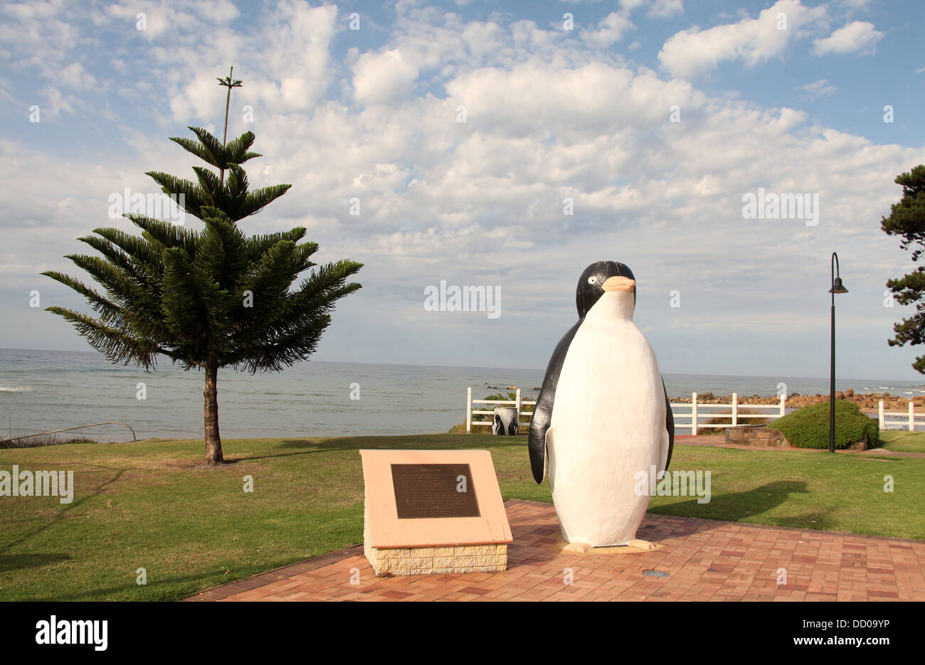 Penguin tasmania hi-res stock photography and images - Alamy