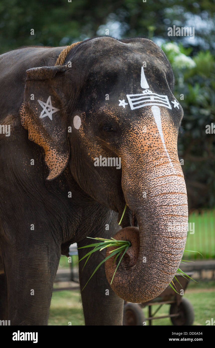 Elephant in Indian temple. Tamil Nadu Stock Photo - Alamy