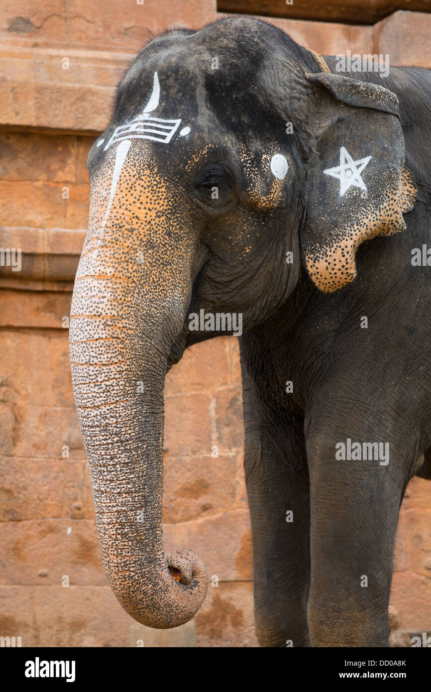 Elephant in Indian temple. Tamil Nadu Stock Photo - Alamy
