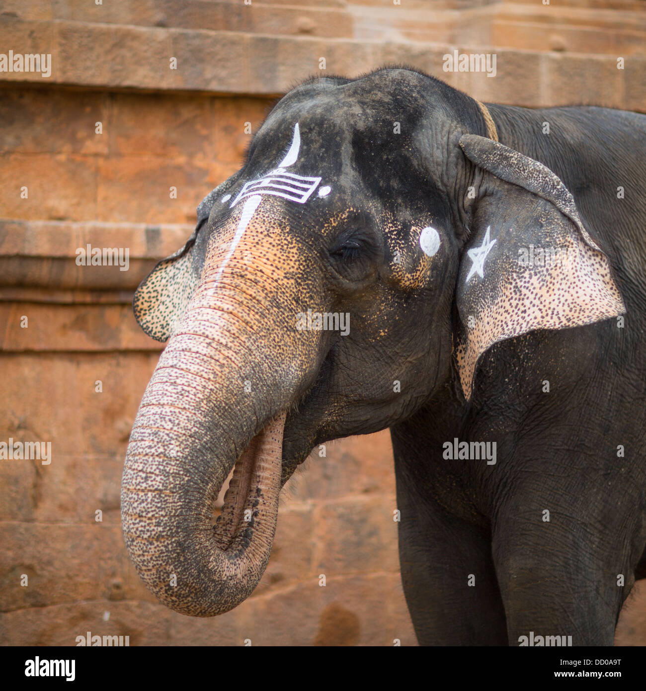 Elephant in Indian temple. Tamil Nadu Stock Photo - Alamy