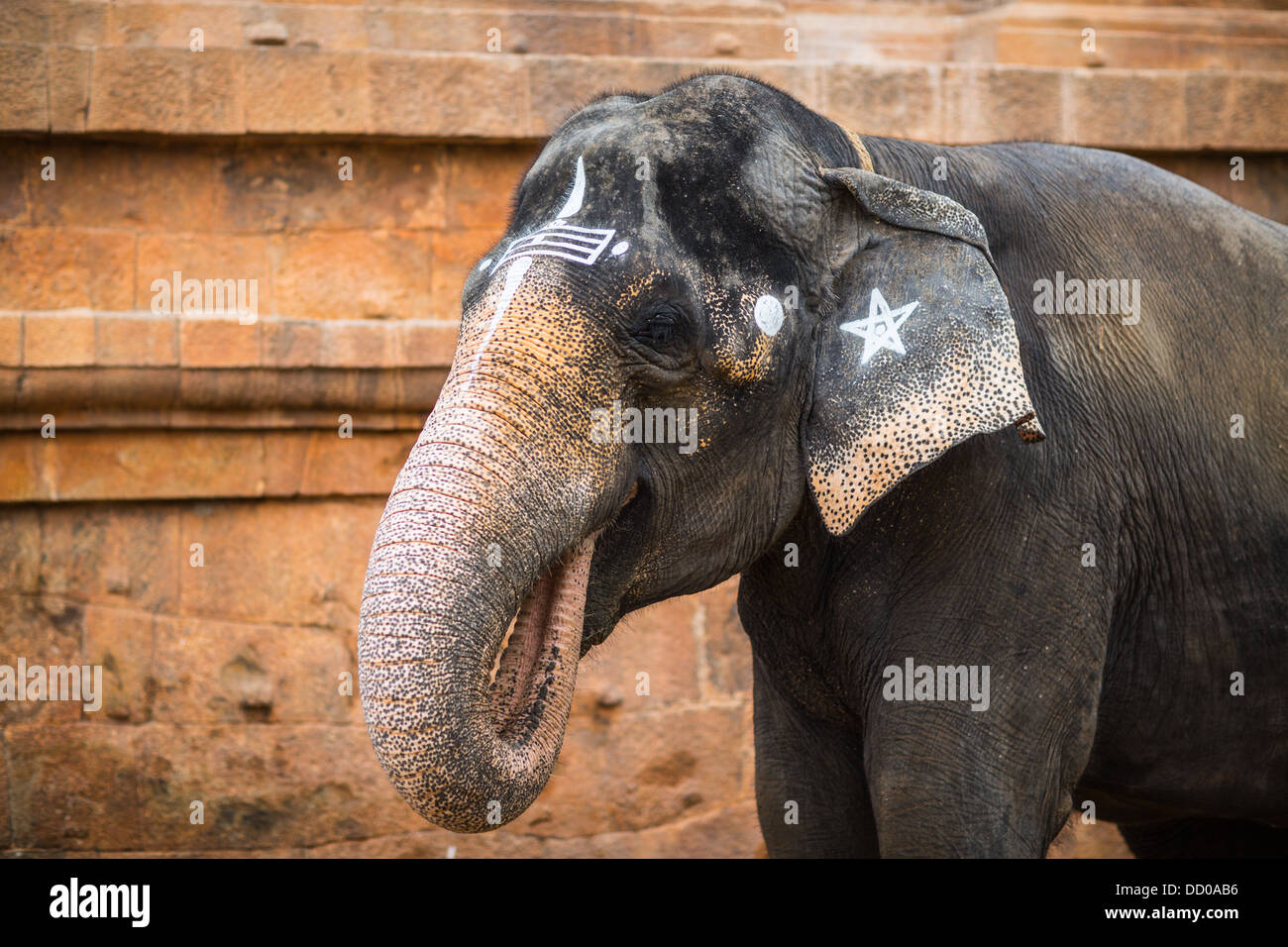 Elephant in Indian temple. Tamil Nadu Stock Photo - Alamy