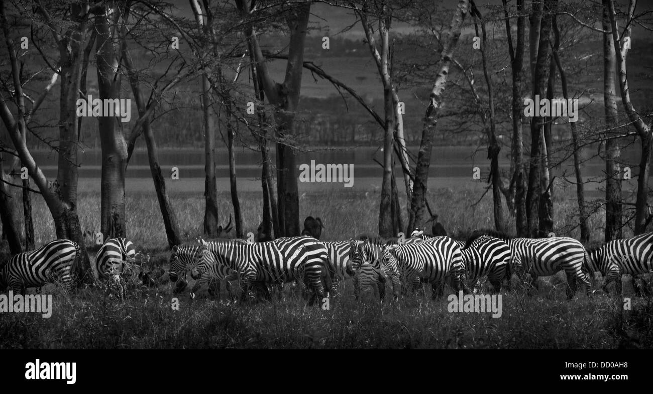 Shaded animals hi-res stock photography and images - Alamy
