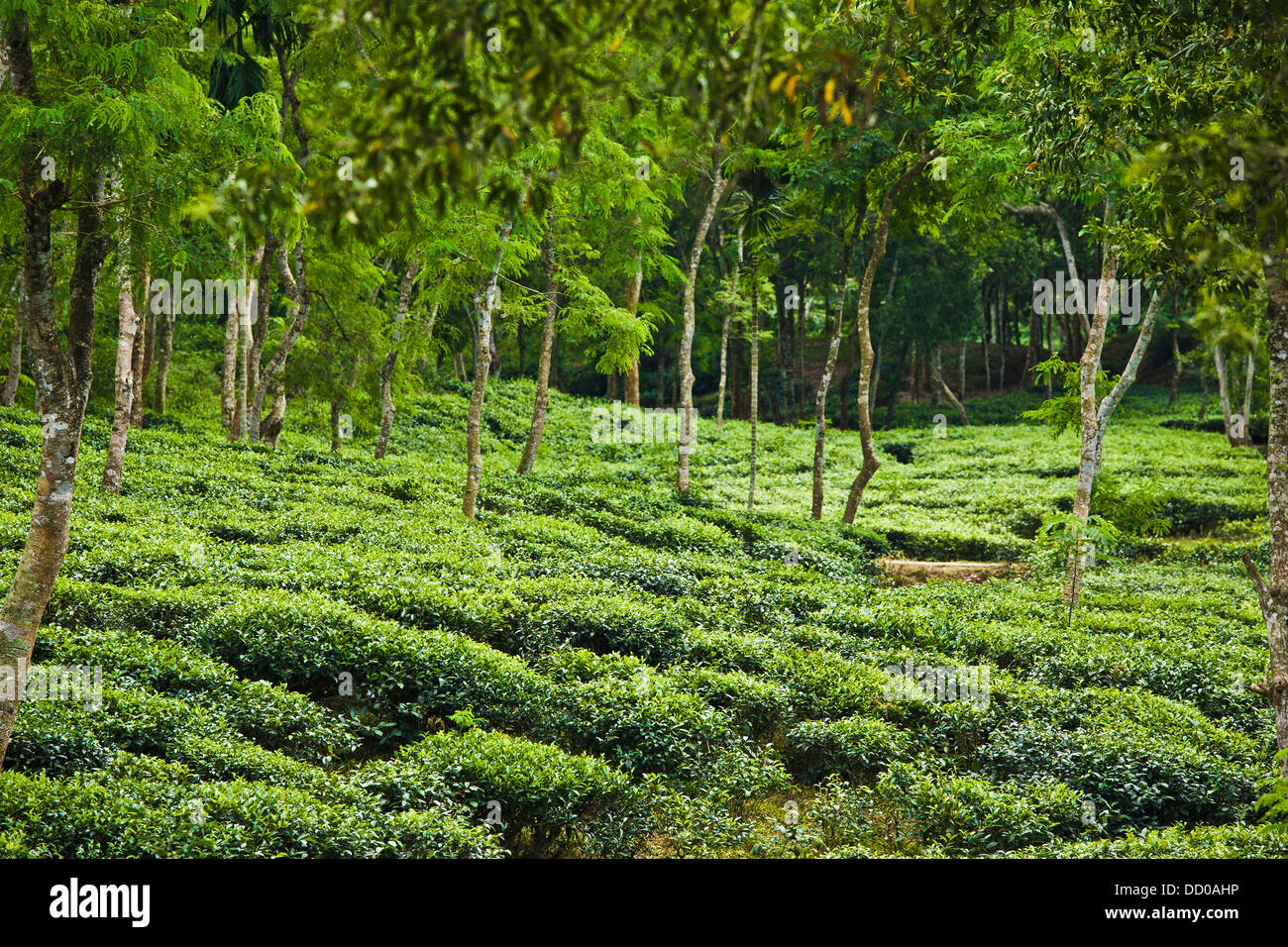 Sylhet tea plantations hi-res stock photography and images - Alamy