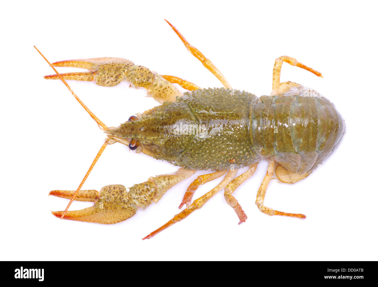 Sea crawfish Cut Out Stock Images & Pictures - Alamy
