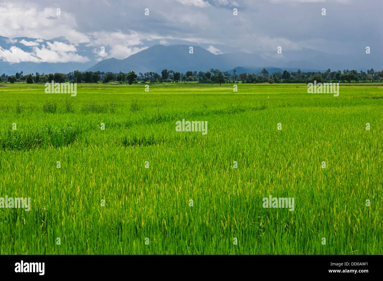 Rice plants in cambodia hi-res stock photography and images - Alamy