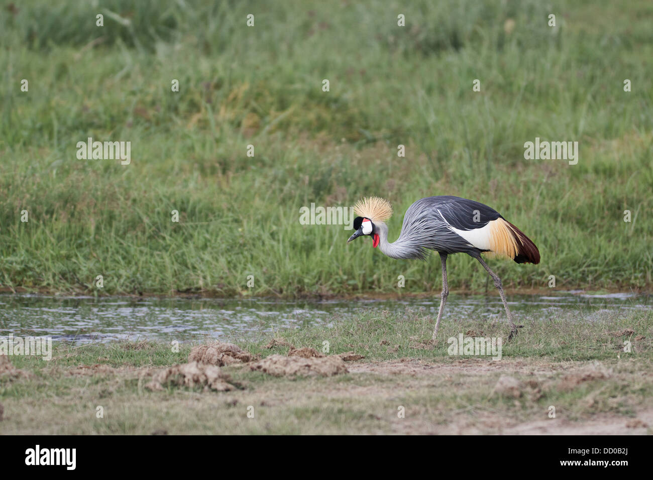 Black crowned crane africa kenya hi-res stock photography and images ...