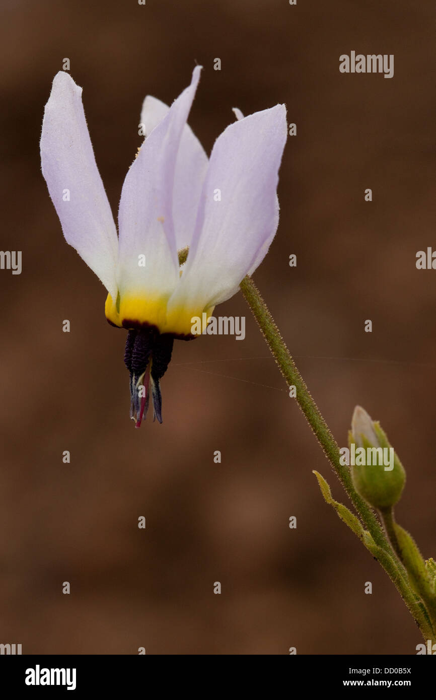 Shooting star flower hi-res stock photography and images - Alamy