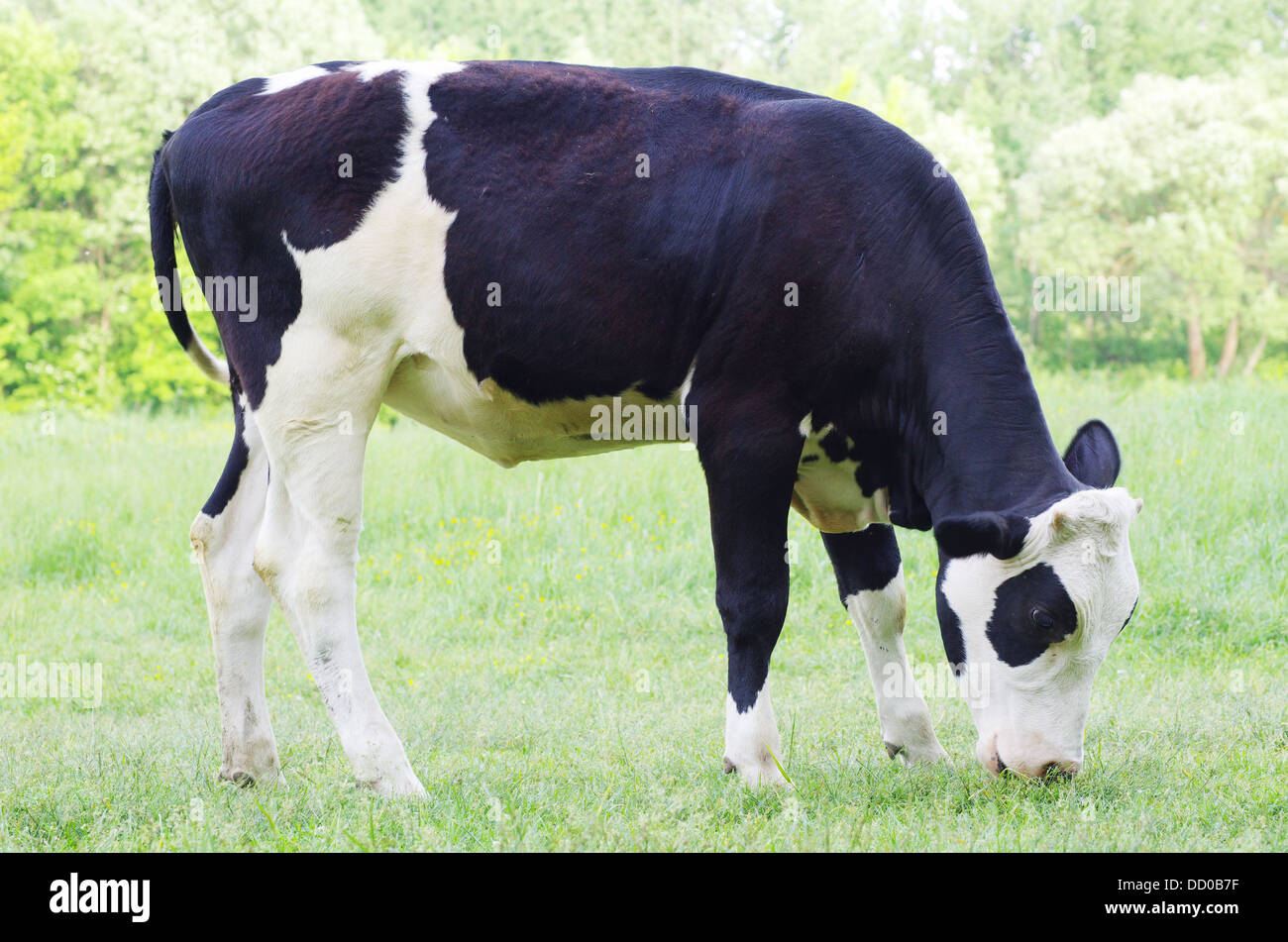 Black cow animal hi-res stock photography and images - Alamy