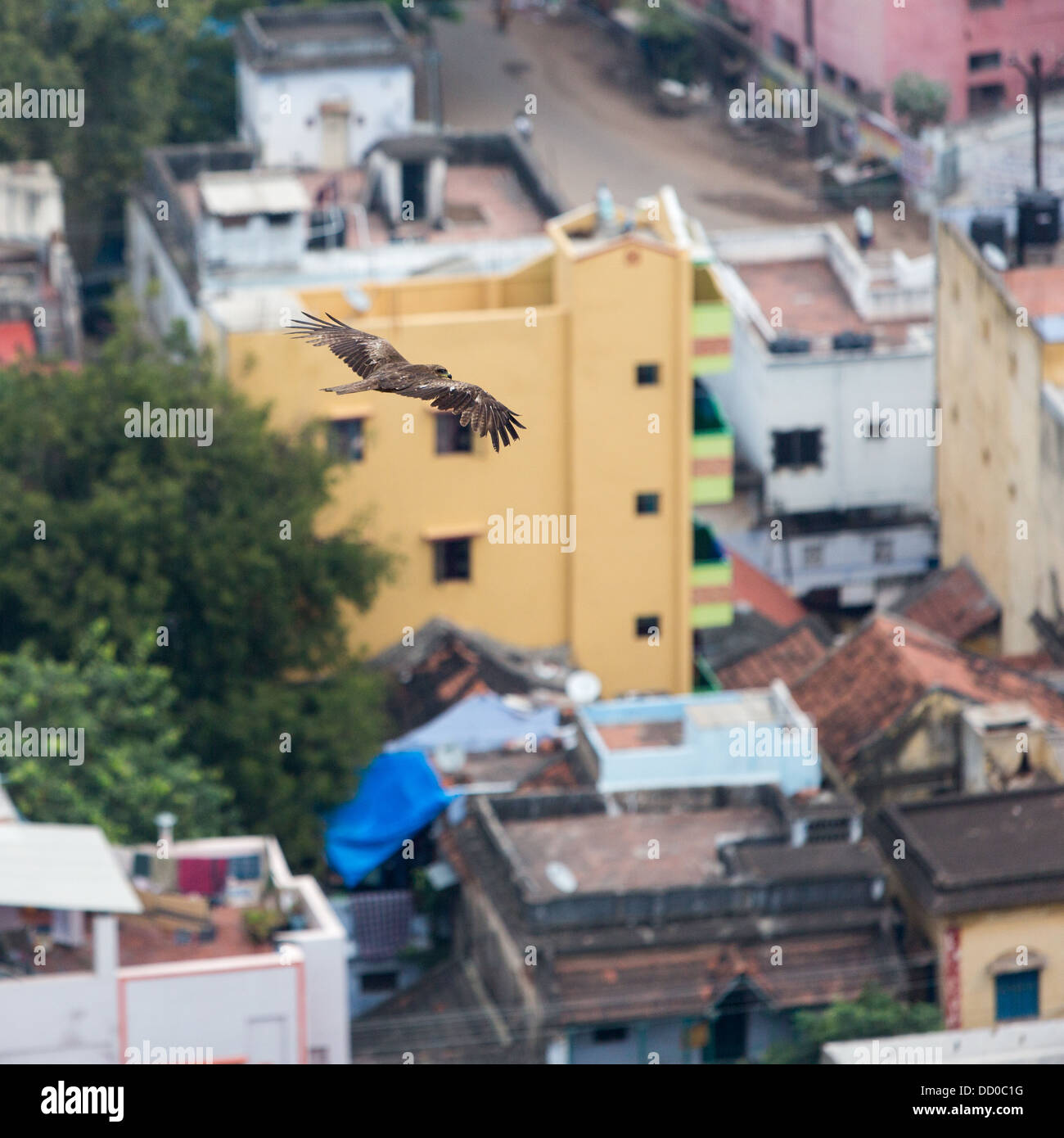 Eagles are flying over the roofs of the Indian city of Madurai Stock ...