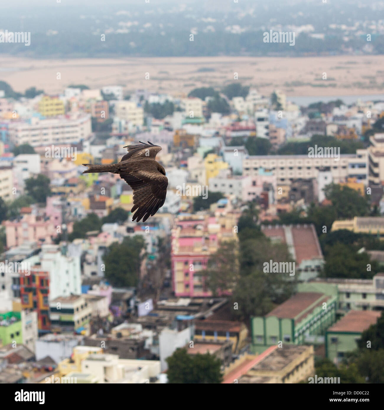 Eagles are flying over the roofs of the Indian city of Madurai Stock ...