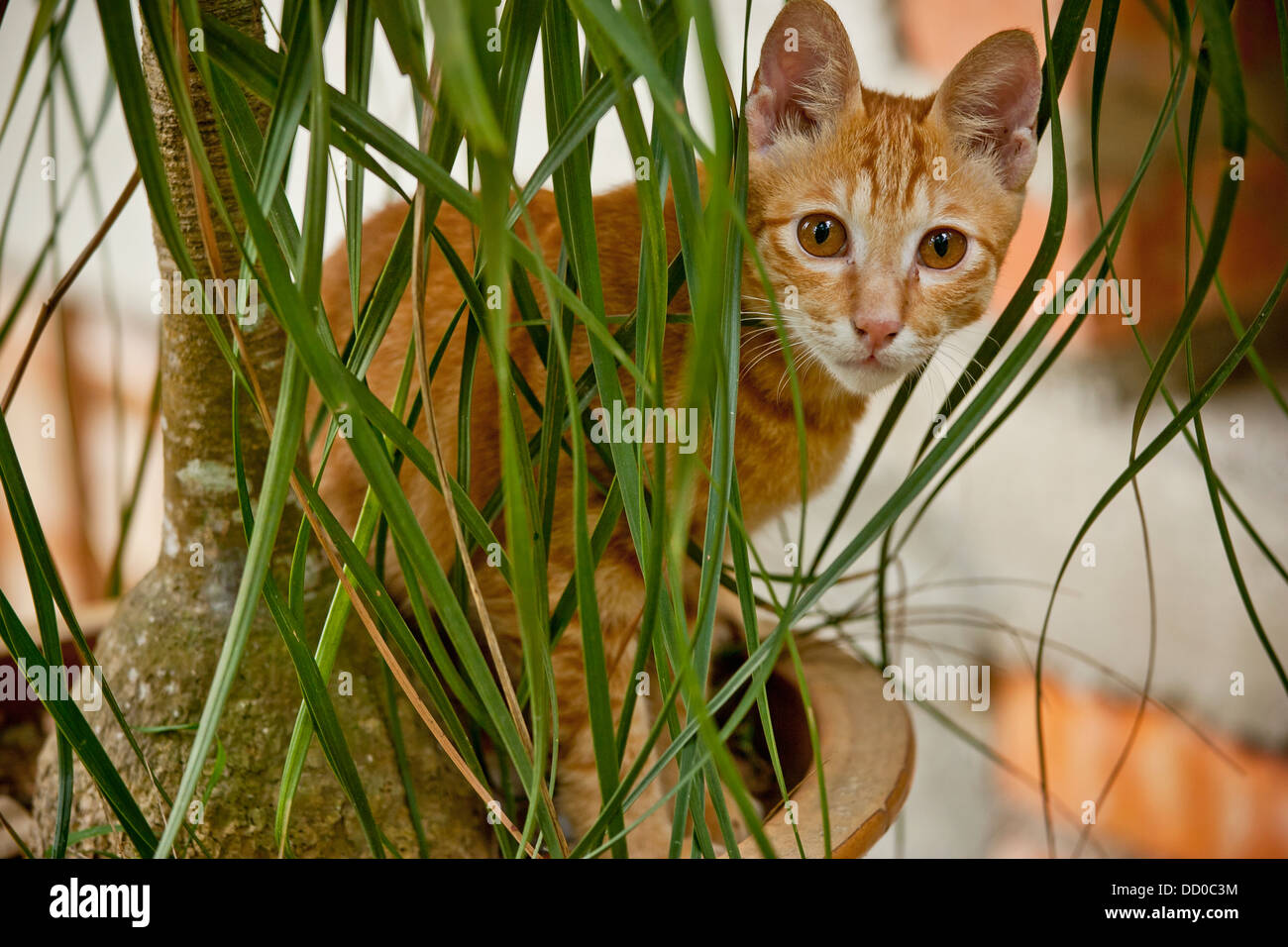 An Orange Cat Playing In A Green House Plant; Melaka, Malaysia Stock ...