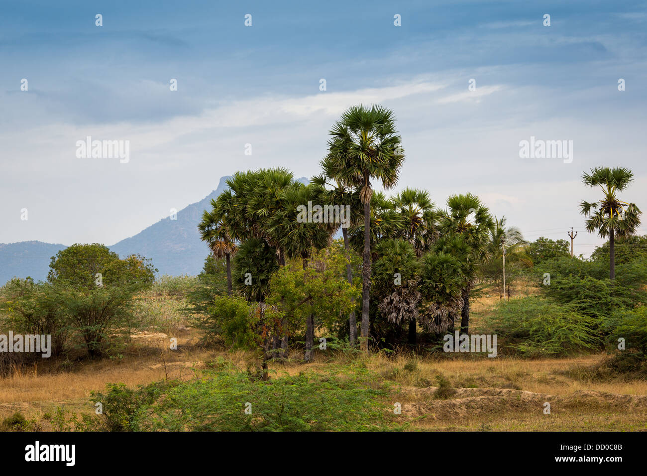Kerala Agricultural neighborhood. South India Stock Photo - Alamy