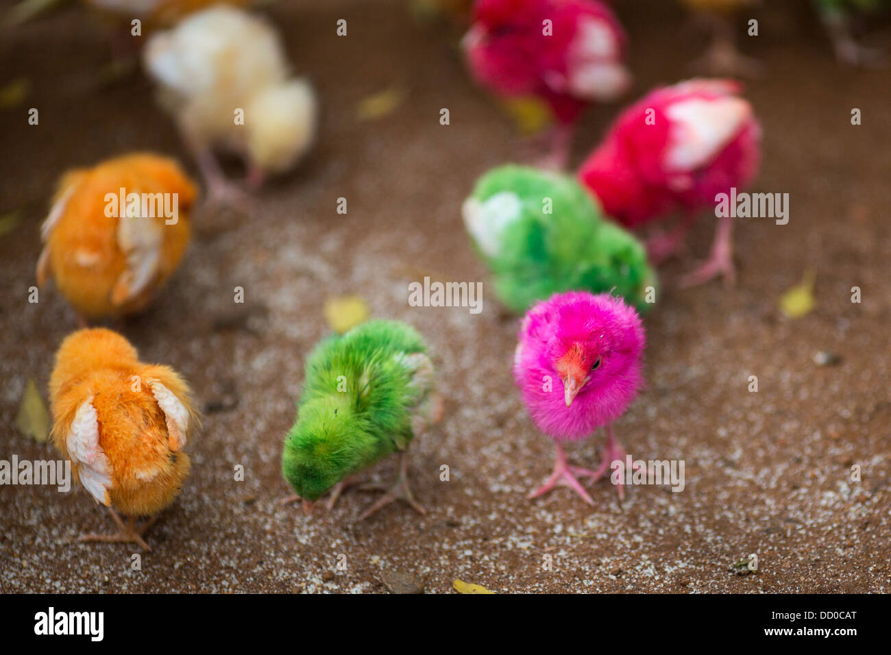 Indian chicks, painted with bright colors Stock Photo - Alamy