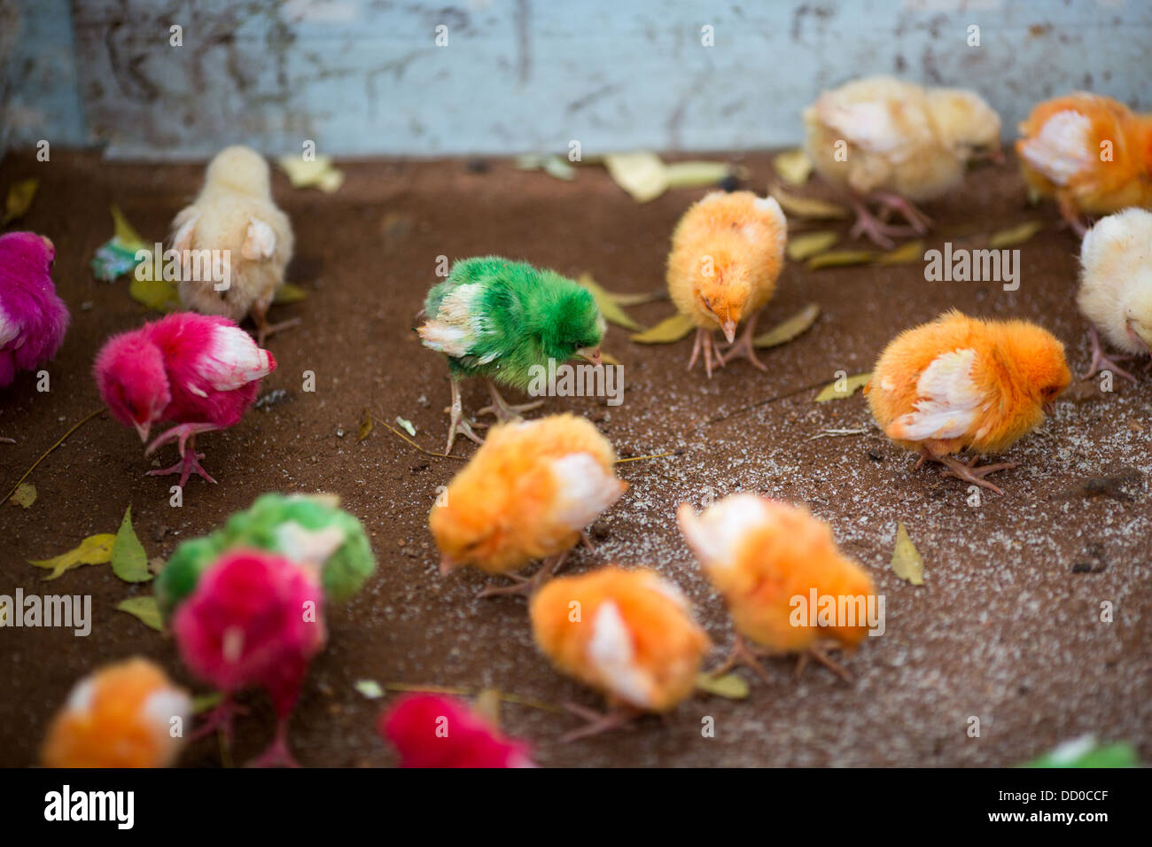 Indian chicks, painted with bright colors Stock Photo - Alamy