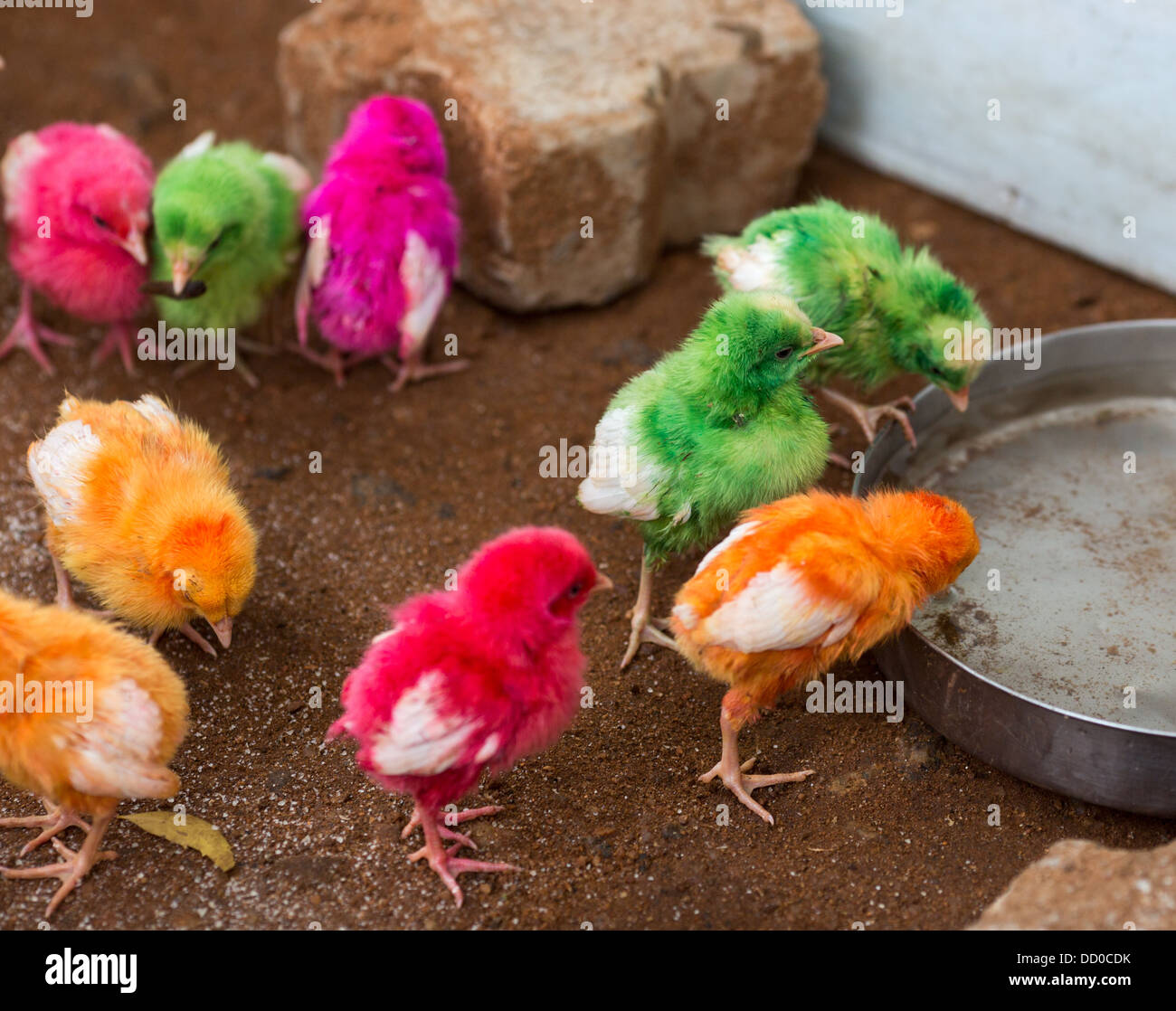 Indian chicks, painted with bright colors Stock Photo - Alamy