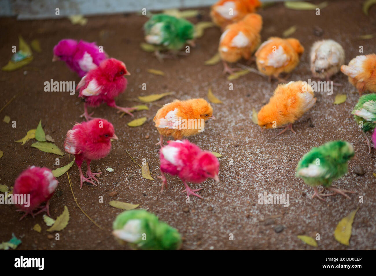 Indian chicks, painted with bright colors Stock Photo - Alamy