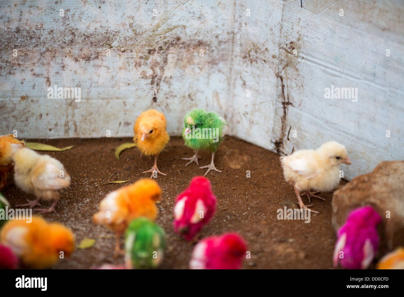 Indian chicks, painted with bright colors Stock Photo - Alamy