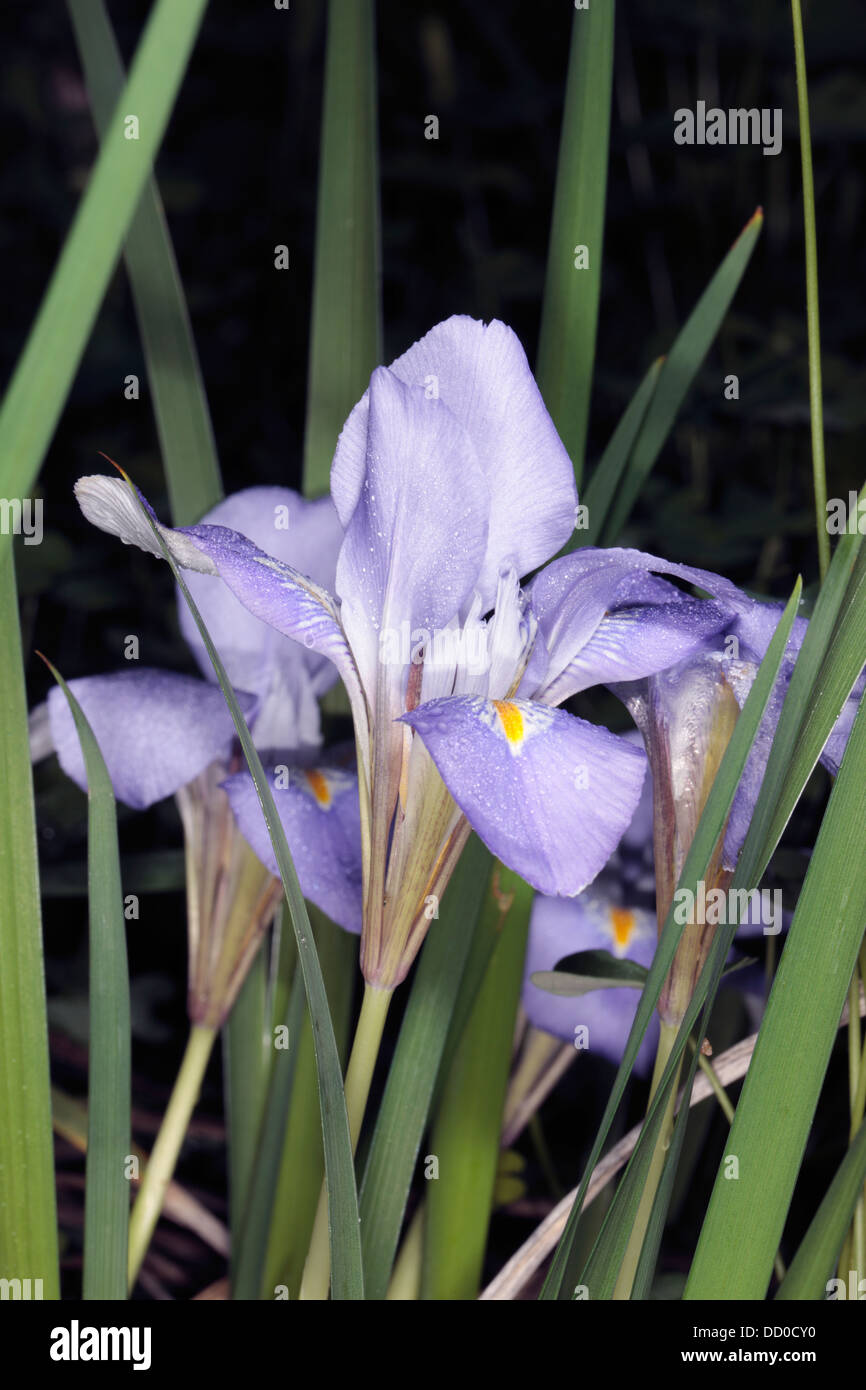 Algerian winter iris hi-res stock photography and images - Alamy