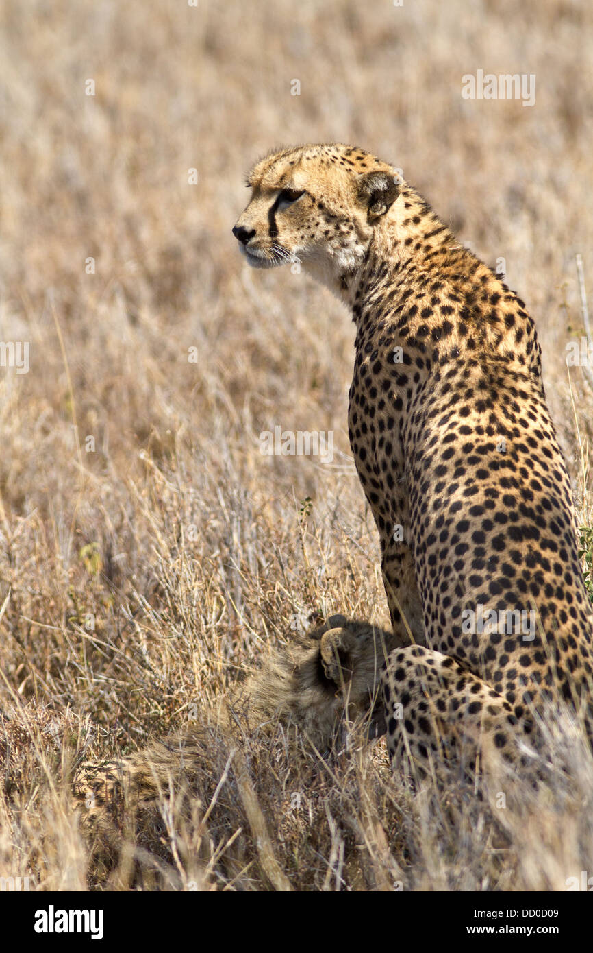 Female cheetah sitting hi-res stock photography and images - Alamy