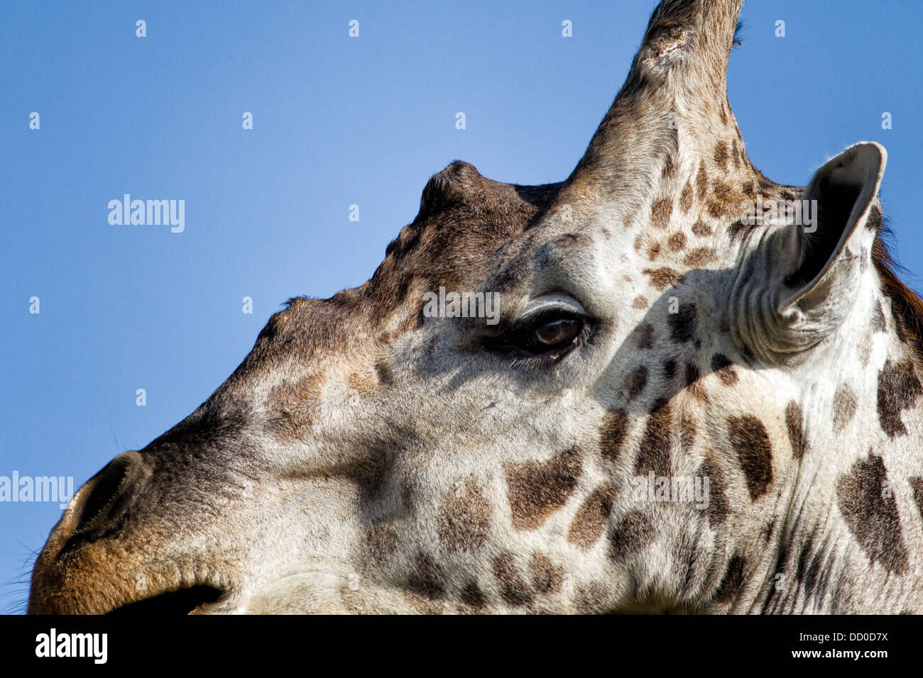 Giraffe face closeup hi-res stock photography and images - Alamy
