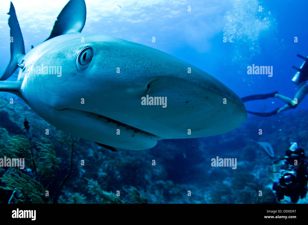 Underwater camera lens hi-res stock photography and images - Alamy