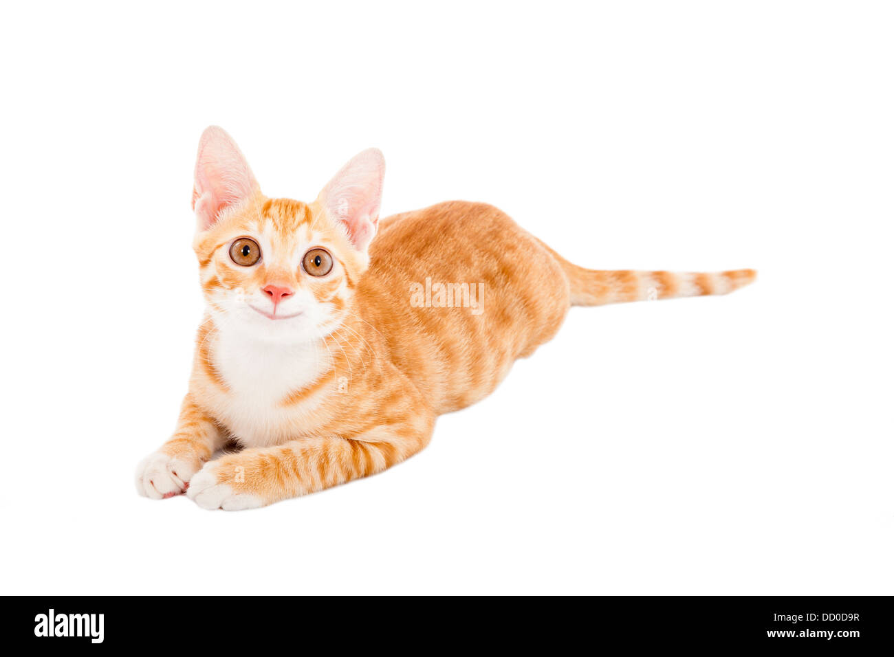 smiling cat looking up Stock Photo - Alamy