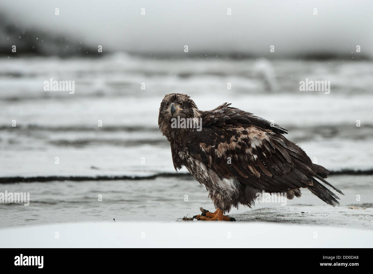 Young american eagle hi-res stock photography and images - Alamy