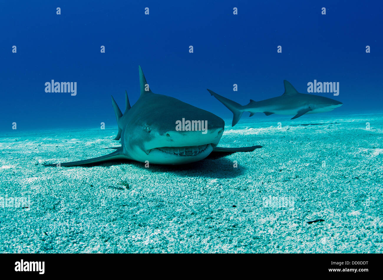 Lemon shark hi-res stock photography and images - Alamy