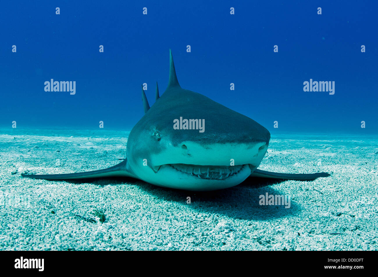 Lemon shark resting in the sand Stock Photo - Alamy