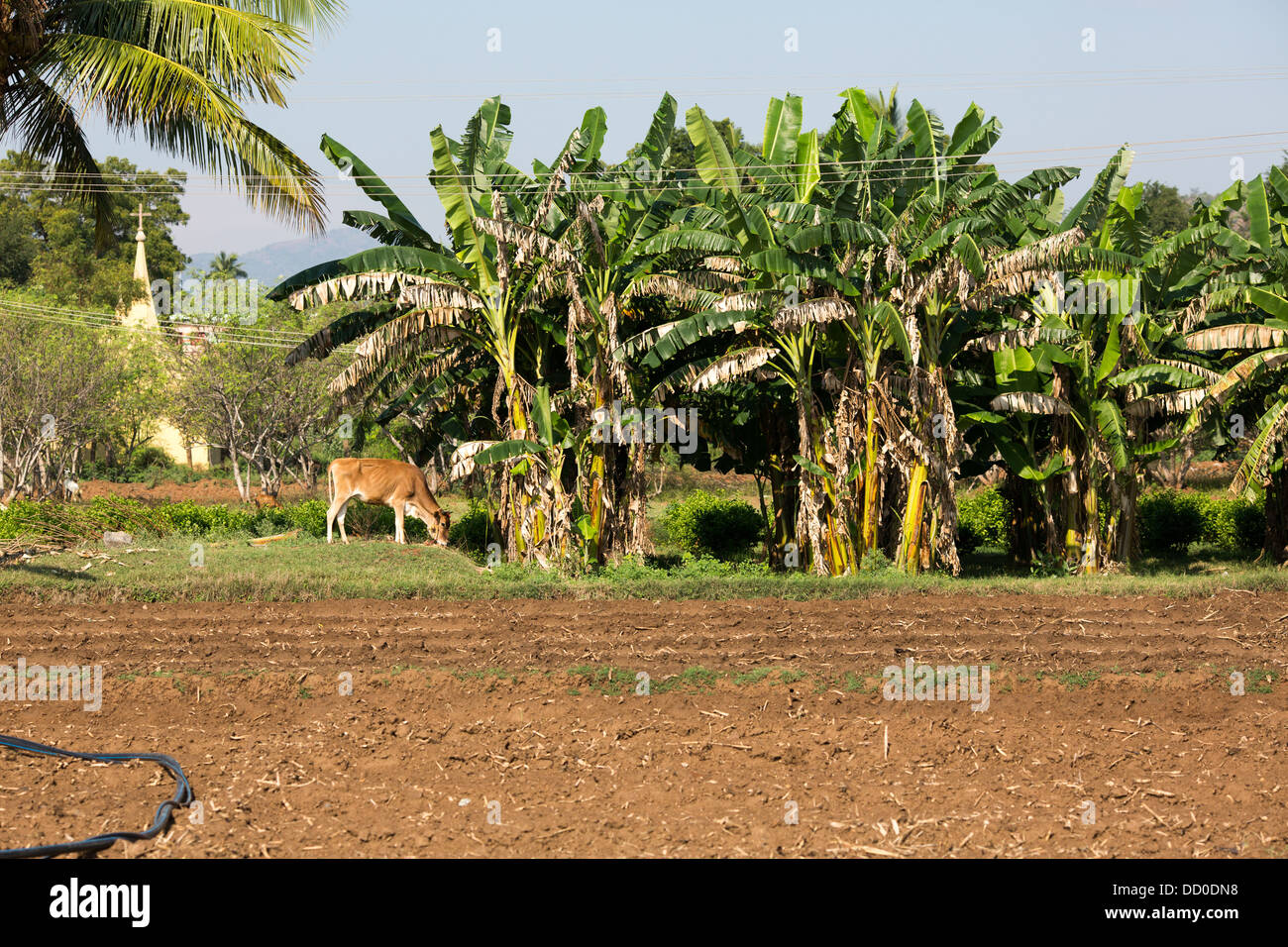 Kerala Agricultural neighborhood. South India Stock Photo - Alamy