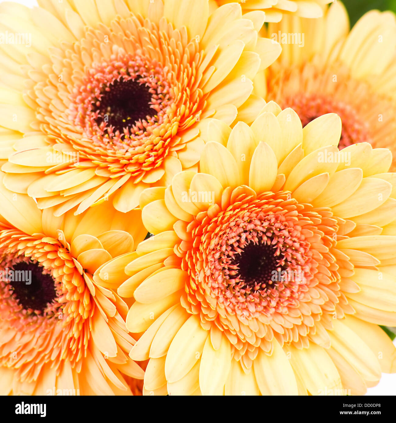 bunch of orange gerbera daisies Stock Photo - Alamy