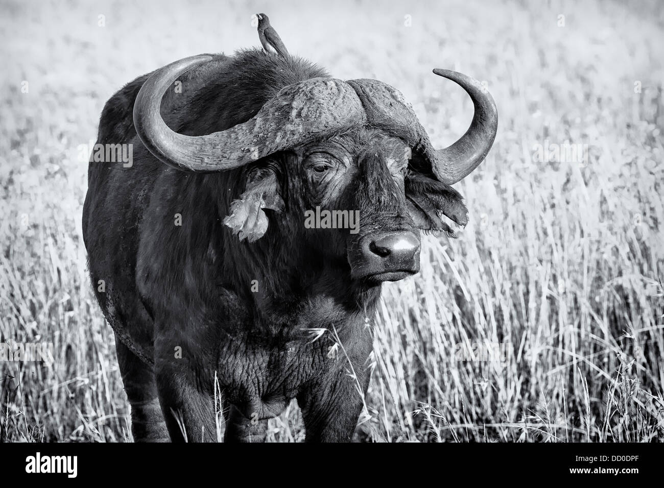 African cape buffalo standing in long grass hi-res stock photography ...